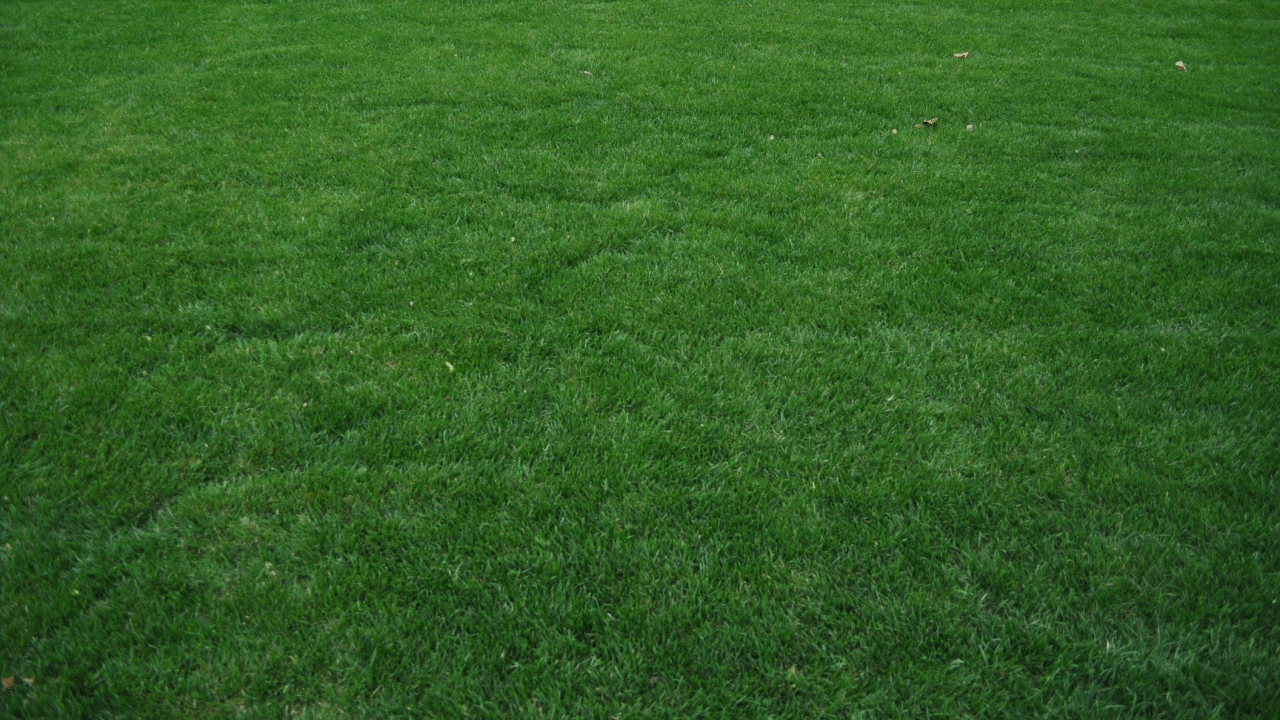 How to Choose the Right Grass Seed for Your Lawn | Grass Pad