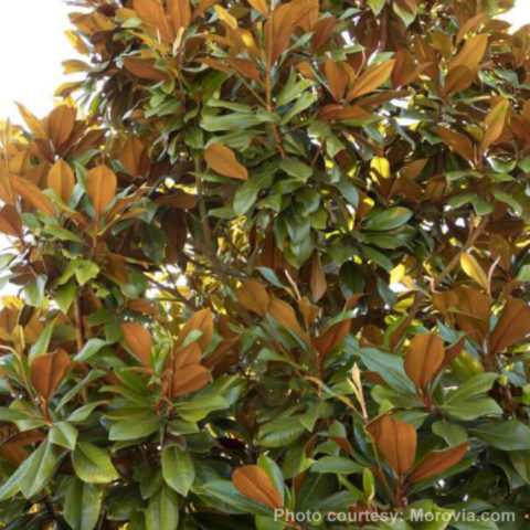 Best Magnolia Trees to Plant in the Midwest | Grass Pad