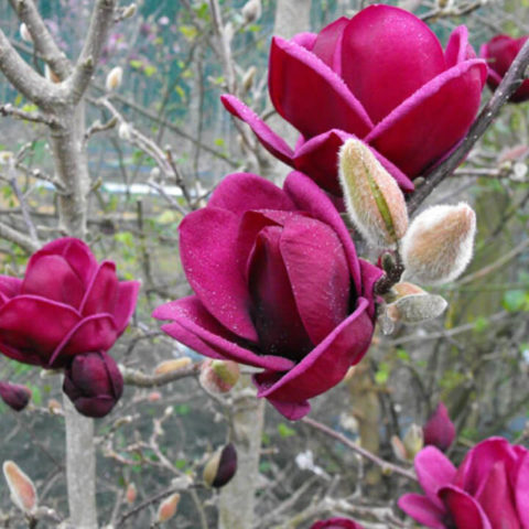 Best Magnolia Trees to Plant in the Midwest | Grass Pad