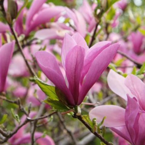 Best Magnolia Trees to Plant in the Midwest | Grass Pad