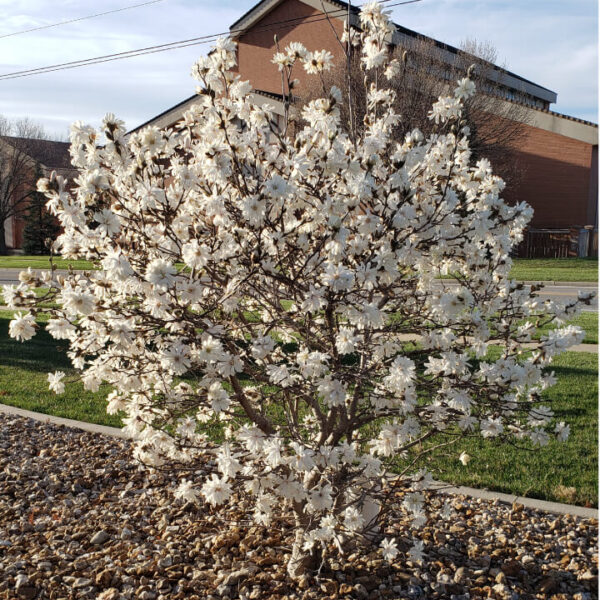 Best Magnolia Trees to Plant in the Midwest | Grass Pad