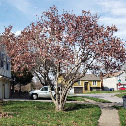 Best Magnolia Trees to Plant in the Midwest | Grass Pad