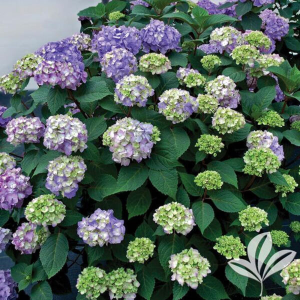 Best Hydrangeas for Shade and Sun | Grass Pad