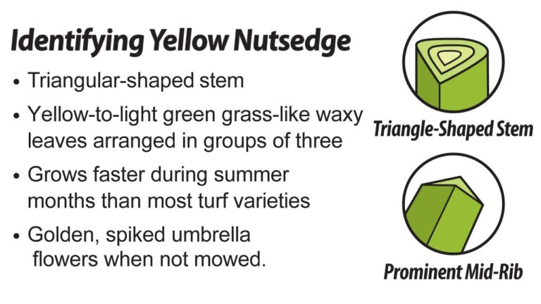 How to Control Nutgrass in Your Lawn | Grass Pad