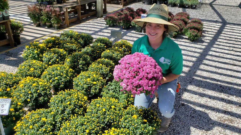 How to Care for Hardy Garden Mums | Grass Pad