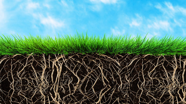 Natural Grass Makes the World Go Round | Grass Pad
