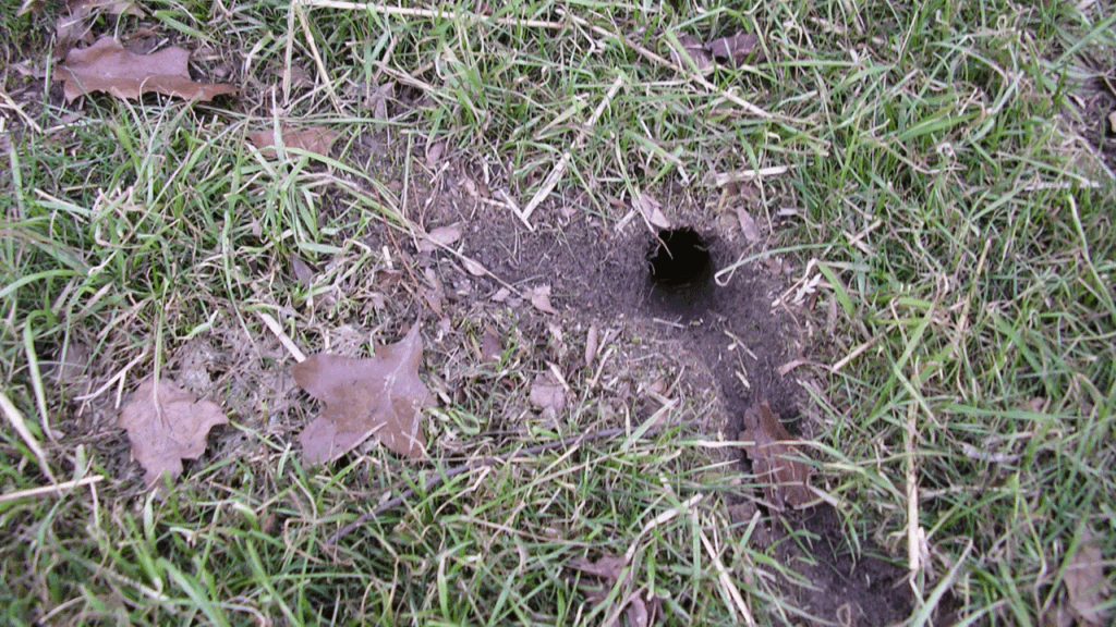 What is a Vole? | Grass Pad