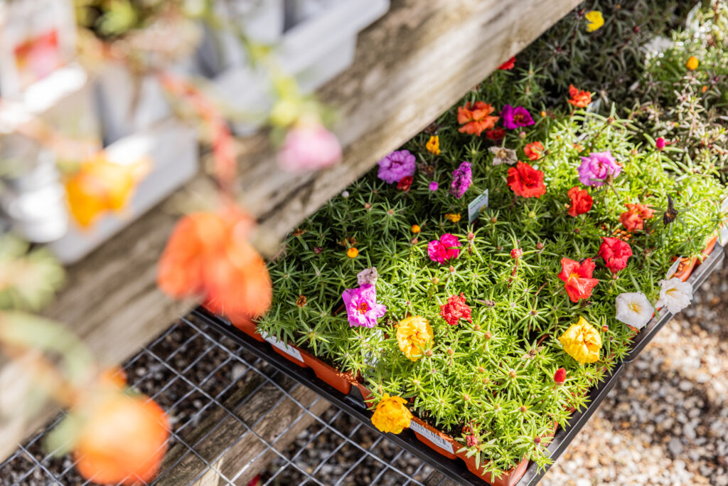 Grass Pad | Lawn Care Supply Store