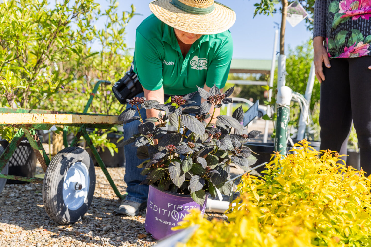 Grass Seed | Grass Pad