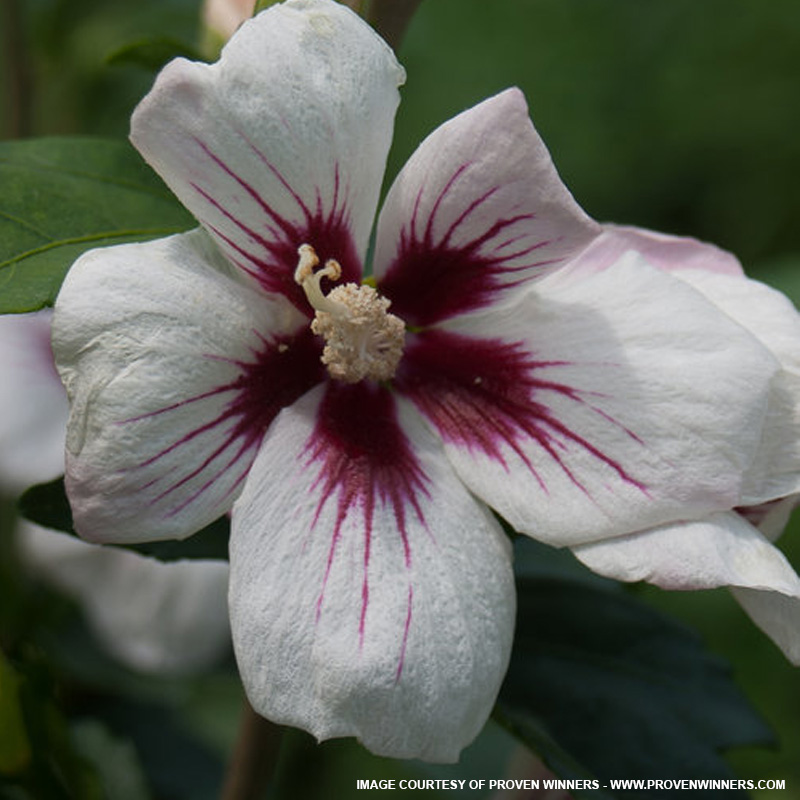 Lil' Kim Althea Tree | Grass Pad