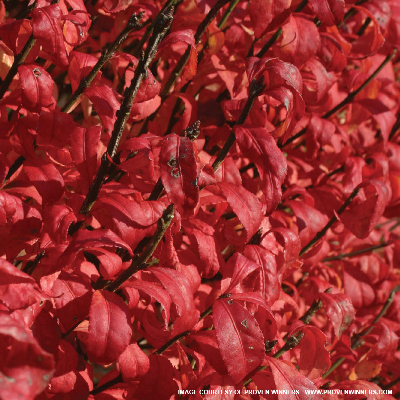 Fire Ball Burning Bush | Grass Pad