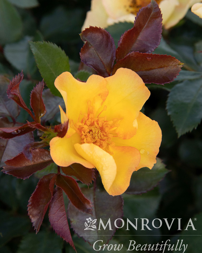 Nitty Gritty Rose | Grass Pad