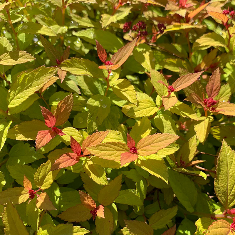 Magic Carpet Spirea | Grass Pad