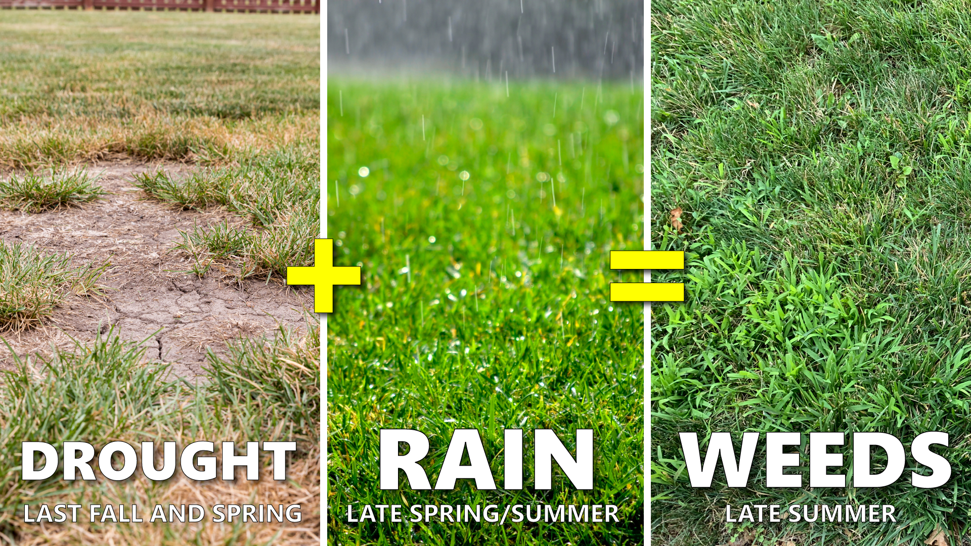 How to Control Nutgrass in Your Lawn | Grass Pad