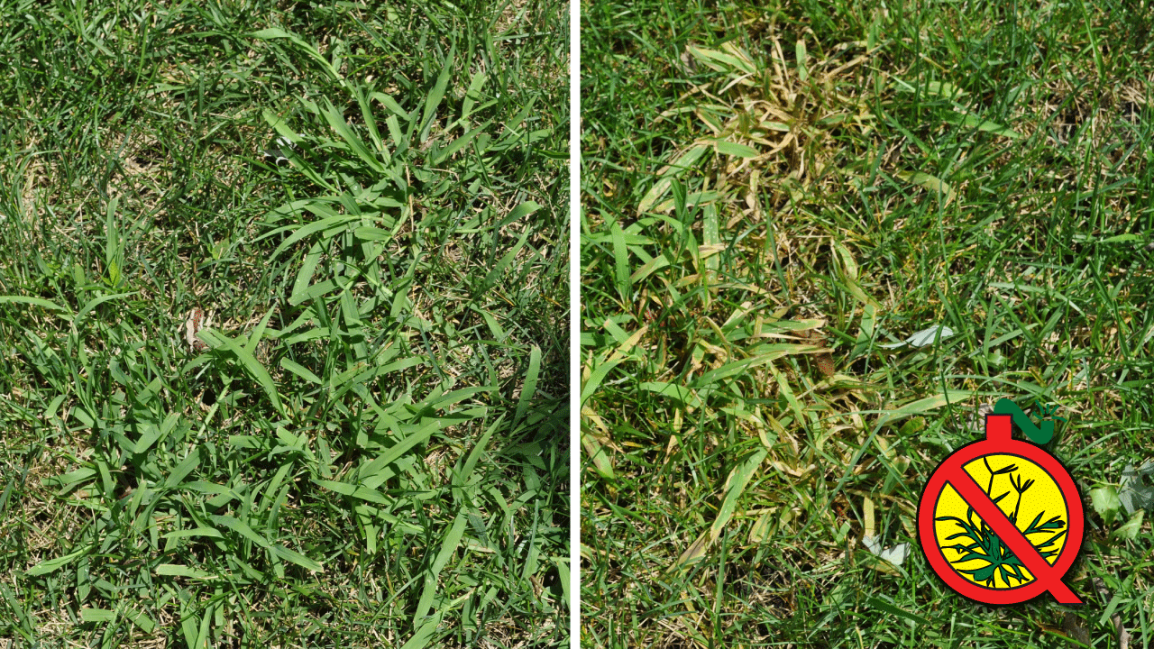 How to Control Nutgrass in Your Lawn | Grass Pad