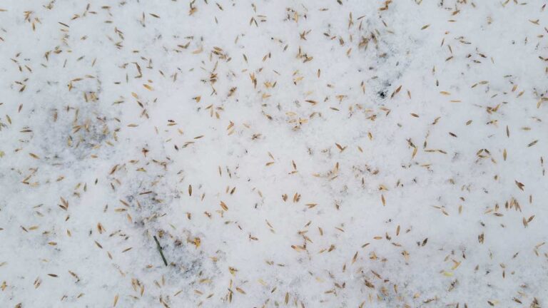 Grass Pad | Lawn Care Supply Store