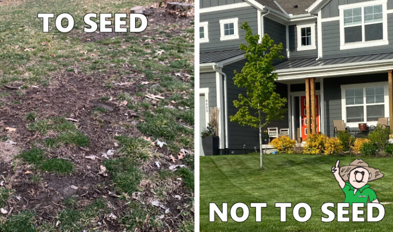 Seed Safe Lawn Care Program | Grass Pad