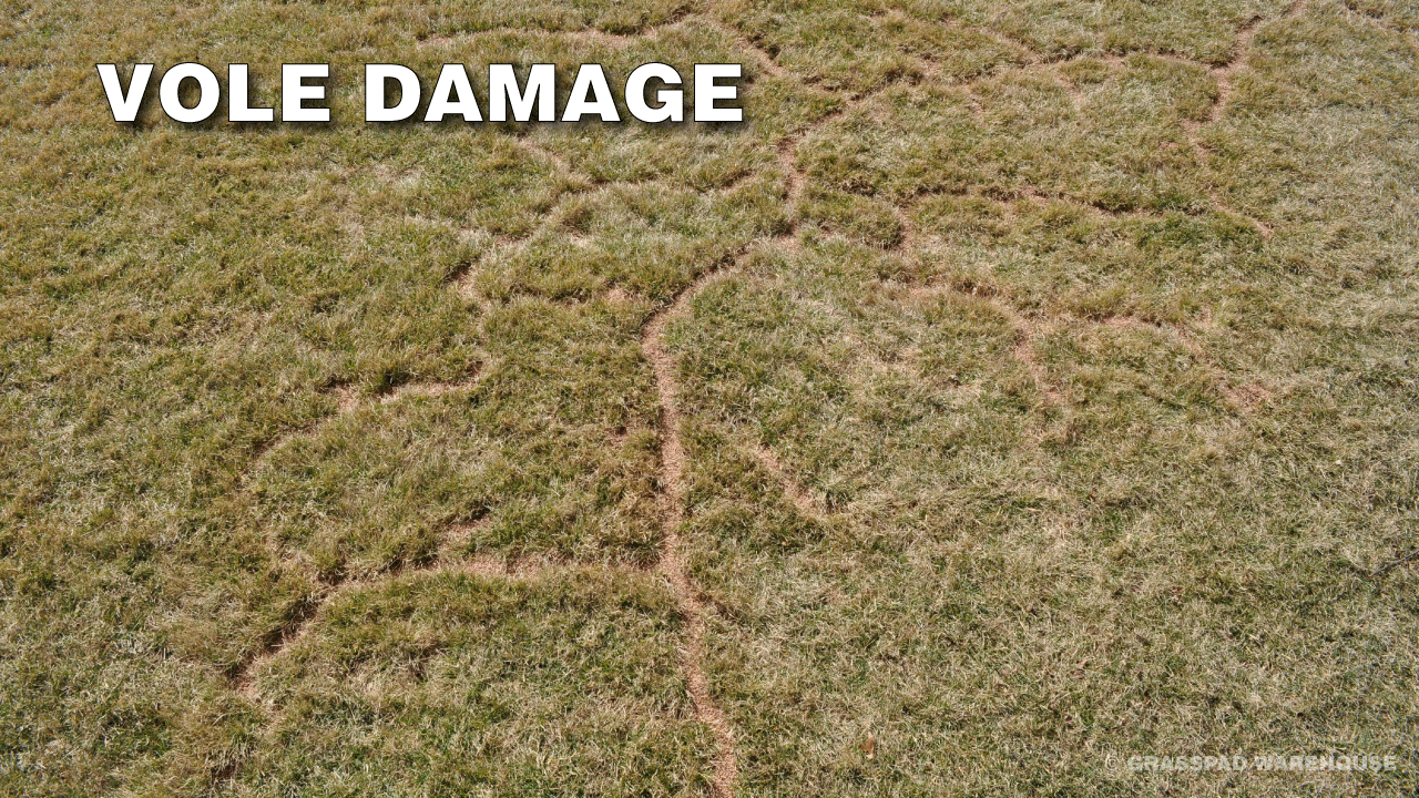 Guide to Repairing Vole Damage | Grass Pad