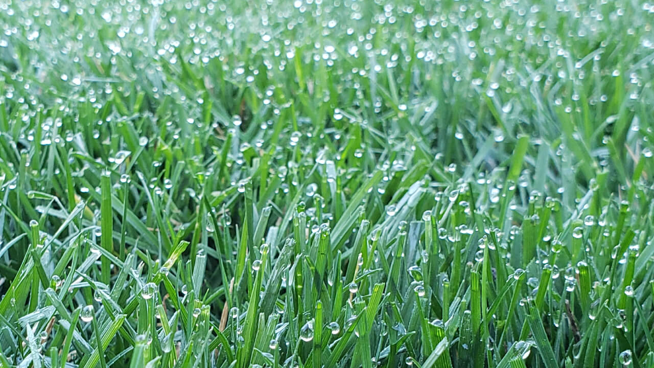 Syringing Turf During Extreme Heat | Grass Pad