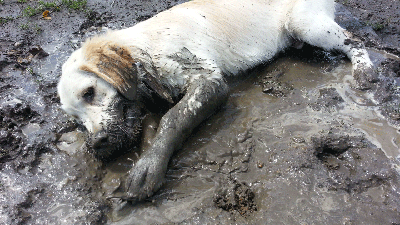 How to Keep Mud Outside Where it Belongs | Grass Pad