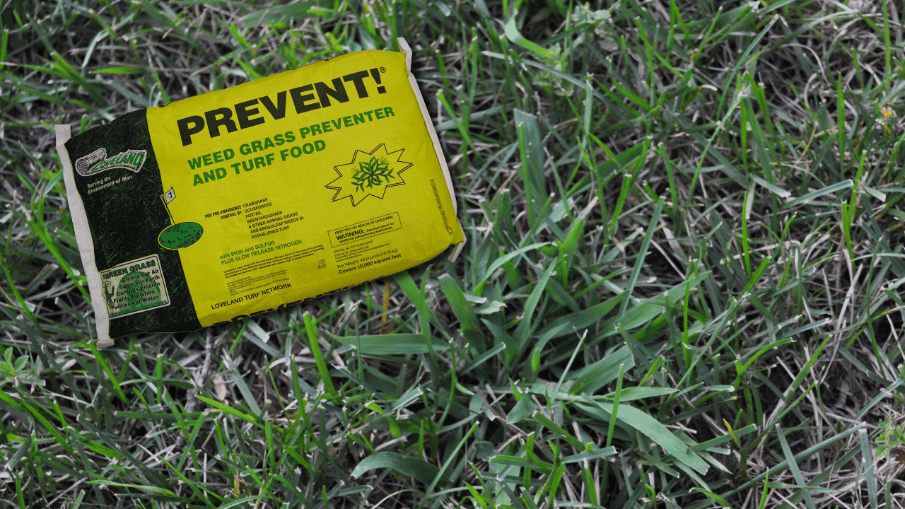 How to Control Nutgrass in Your Lawn | Grass Pad