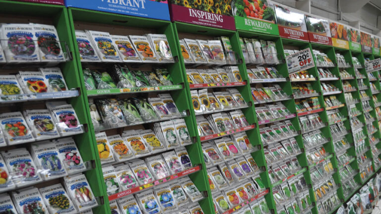 How to Control Nutgrass in Your Lawn | Grass Pad