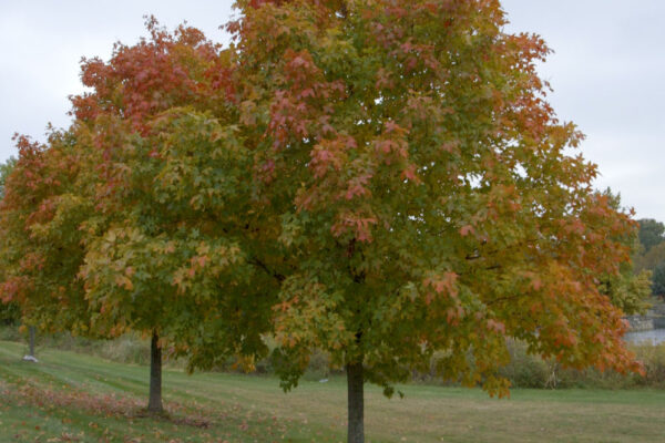 Grass Seed | Grass Pad